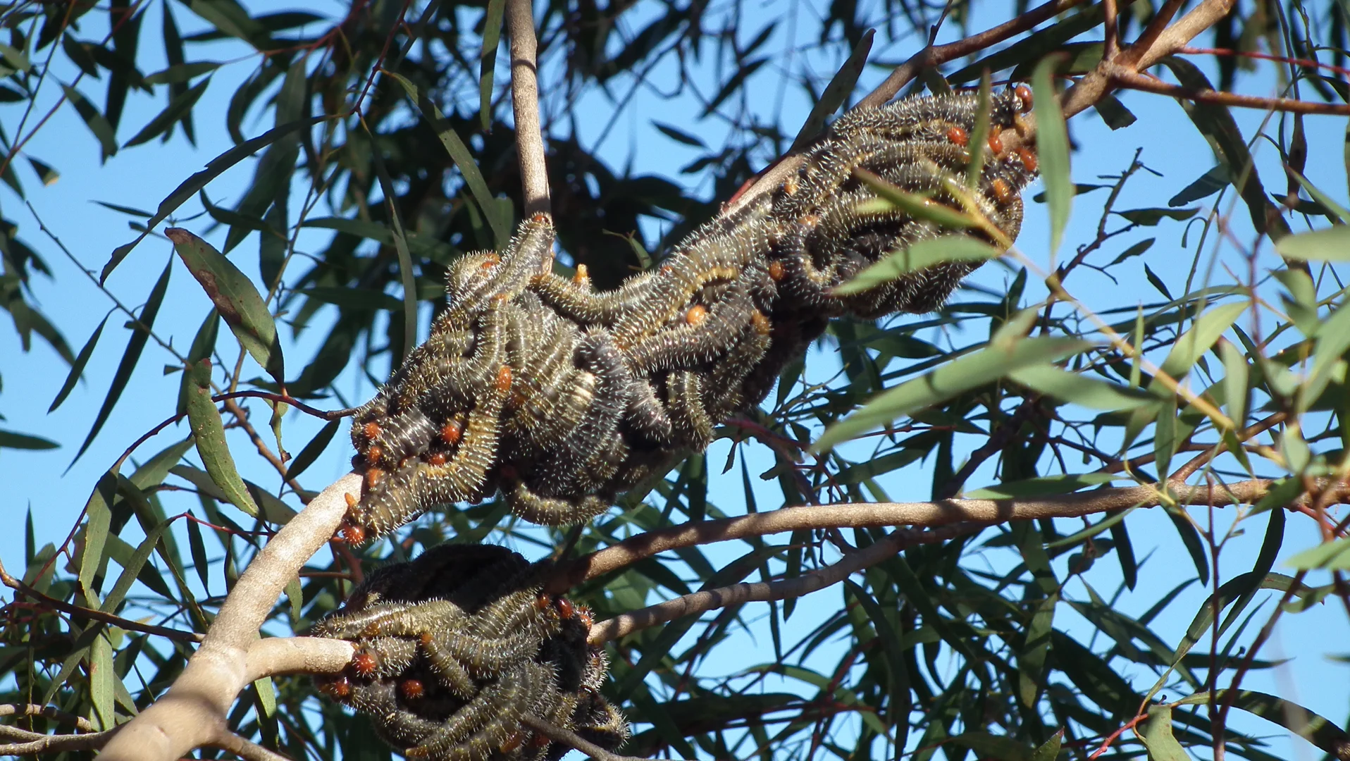 Spitfire Grubs. on Vimeo