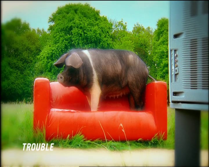 HOG THE TV on Vimeo