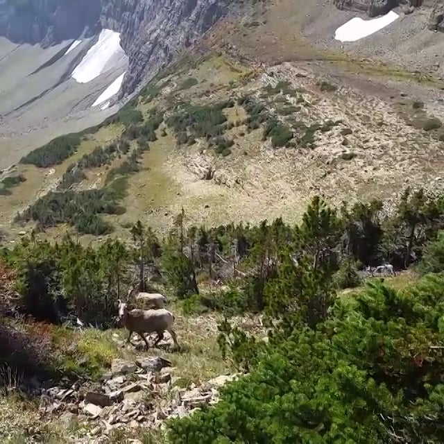 Big Horn Sheep GNP Garden Wall on Vimeo