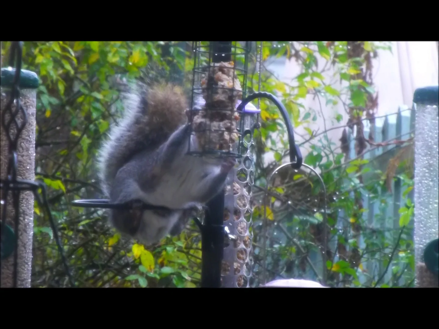 Tufty the Squirrel 14.11.2014 on Vimeo