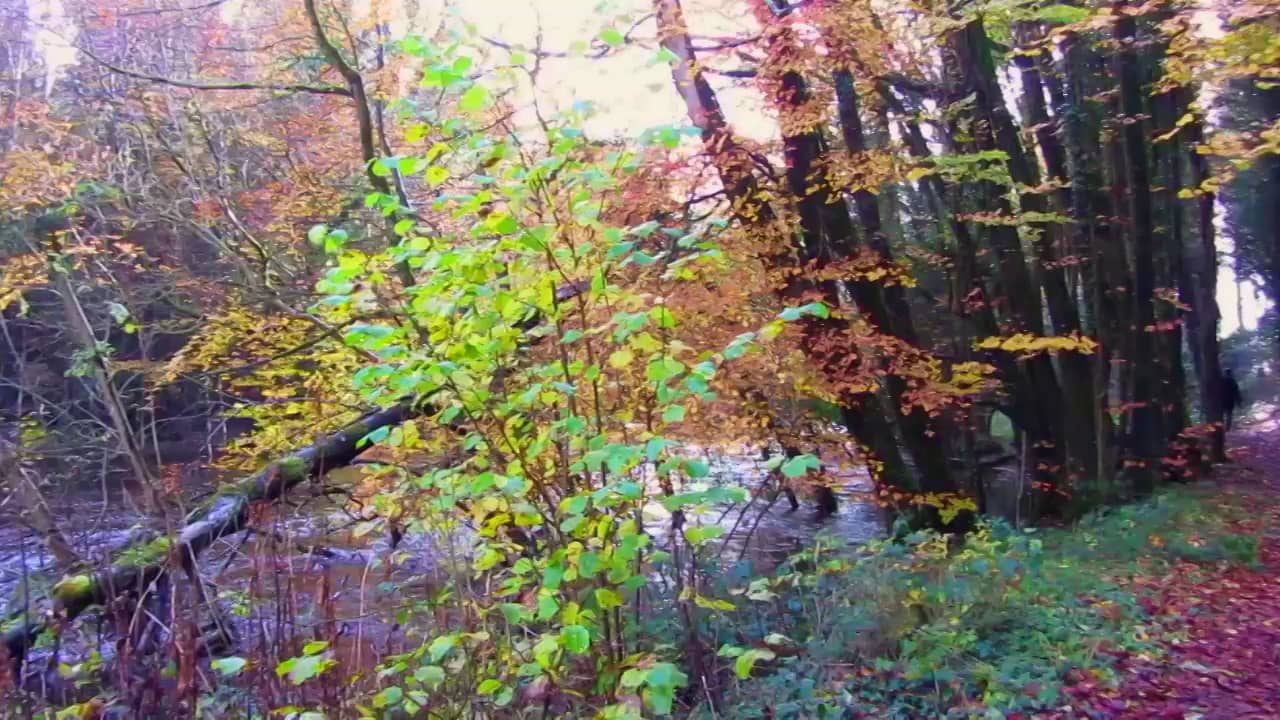 Dunmore Wood Nov. 16 2014 on Vimeo