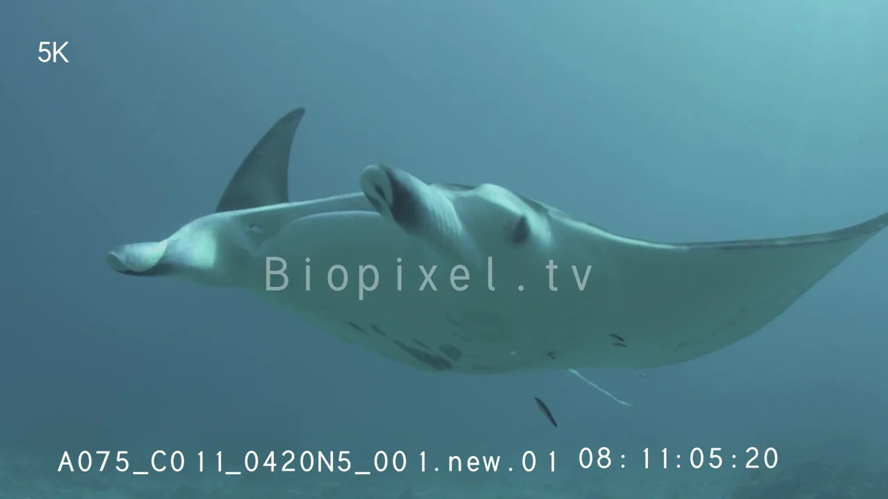 4K Fish Symbiosis - Manta rays being cleaned by cleaner wrasse and ...