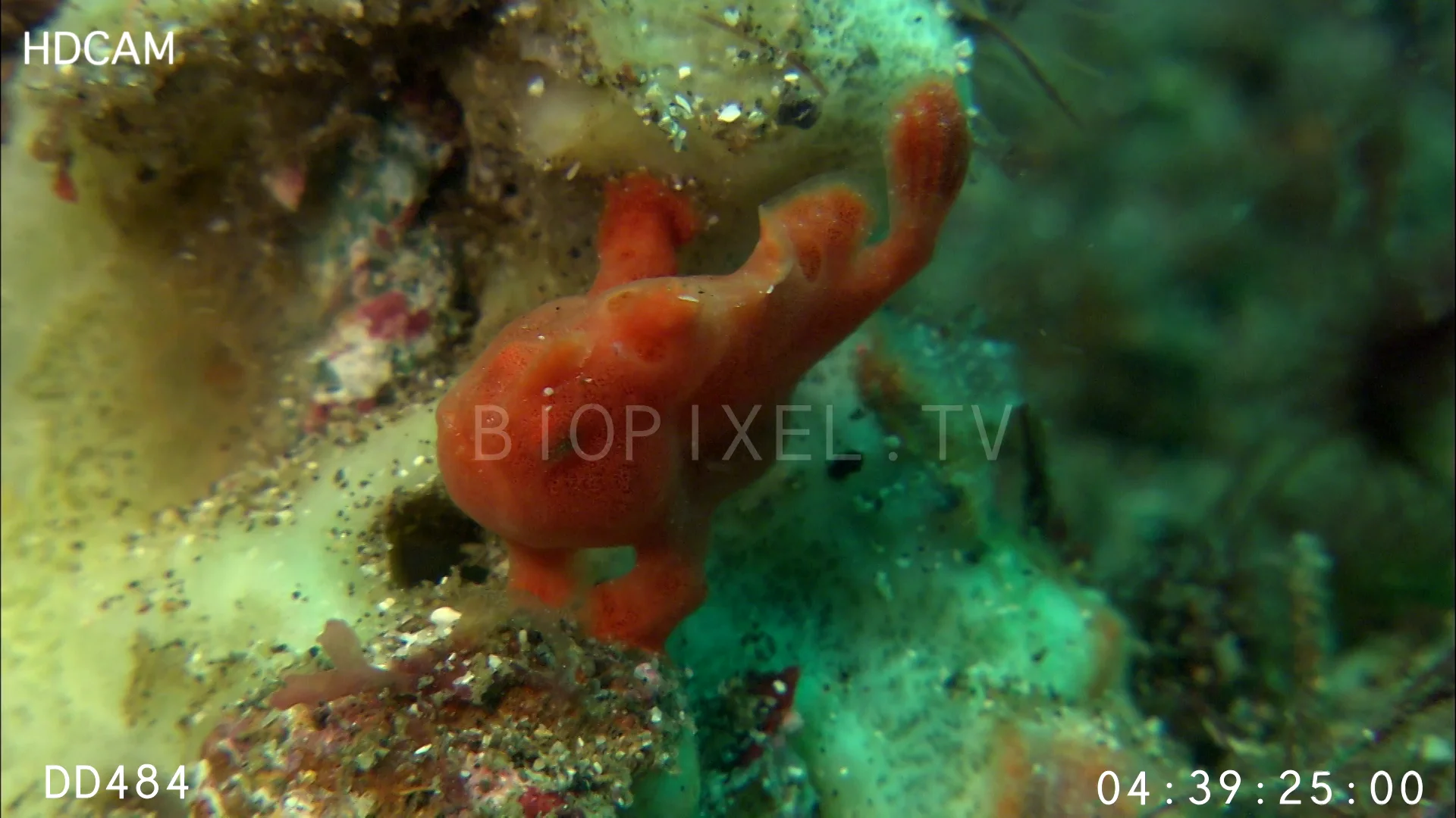 Underwater Indonesia - Small orange anglerfish / Frogfish on Vimeo