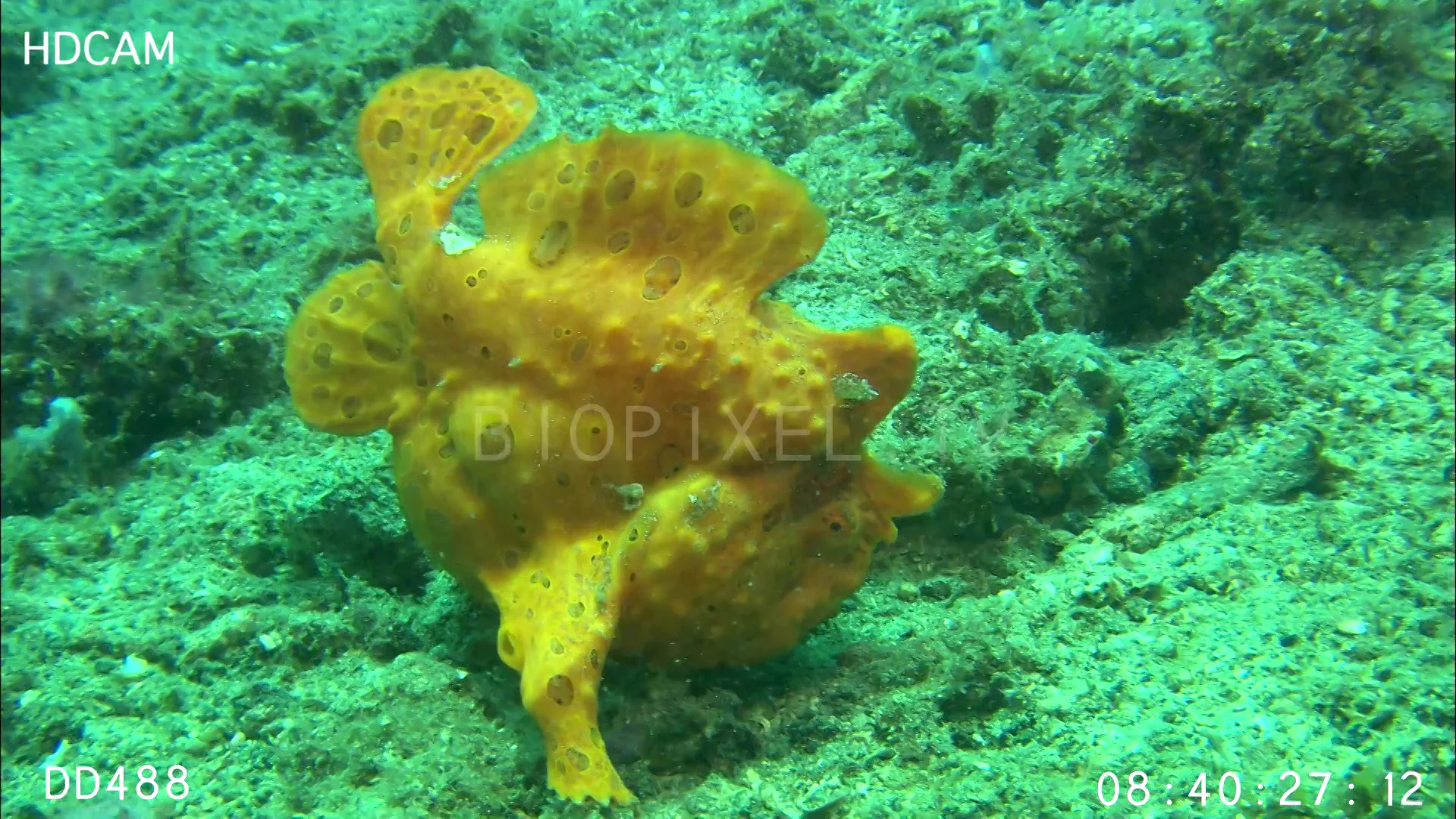 Underwater Indonesia - Large orange anglerfish / Frogfish on Vimeo