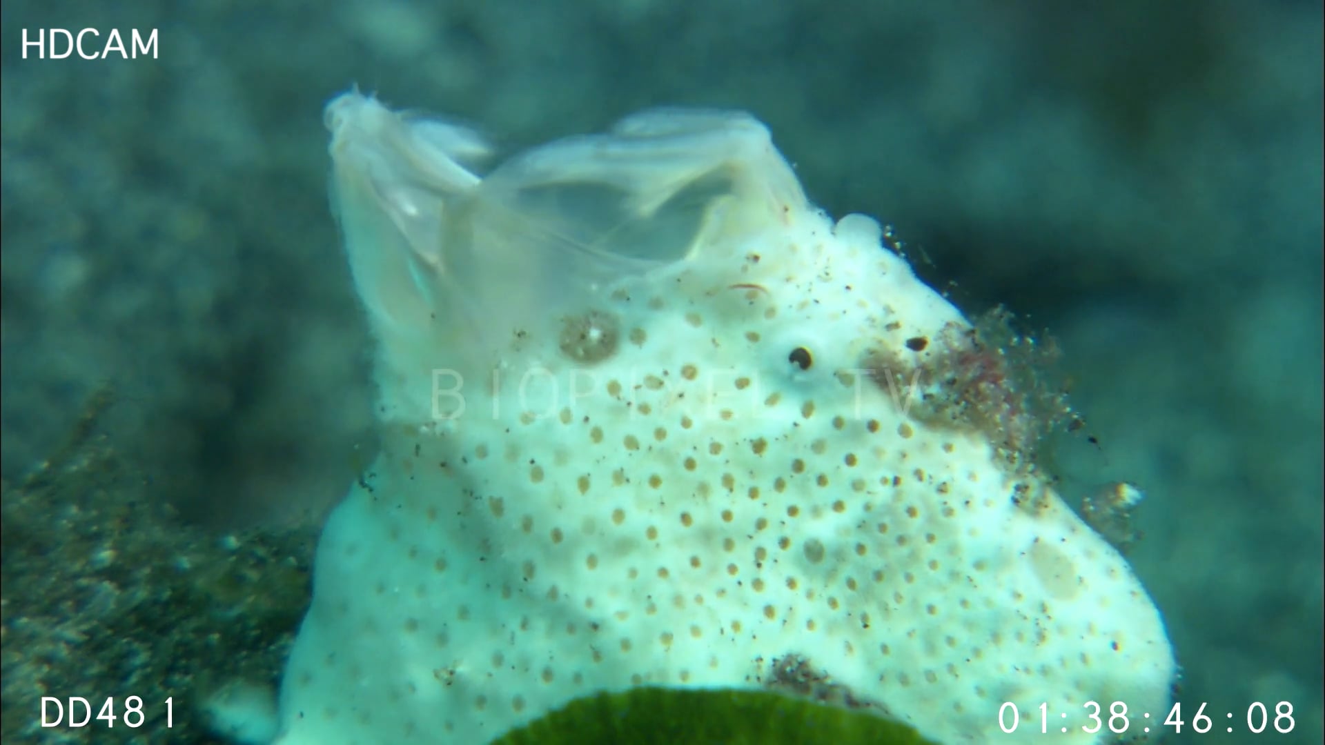 Camouflage - White anglerfish yawning on Vimeo