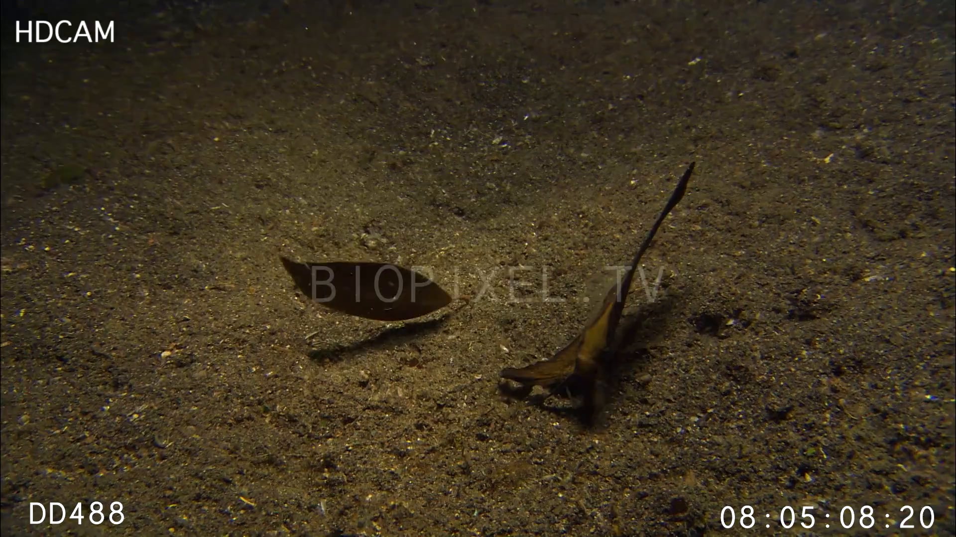 Fish Symbiosis - Batfish mimicking leaf on Vimeo