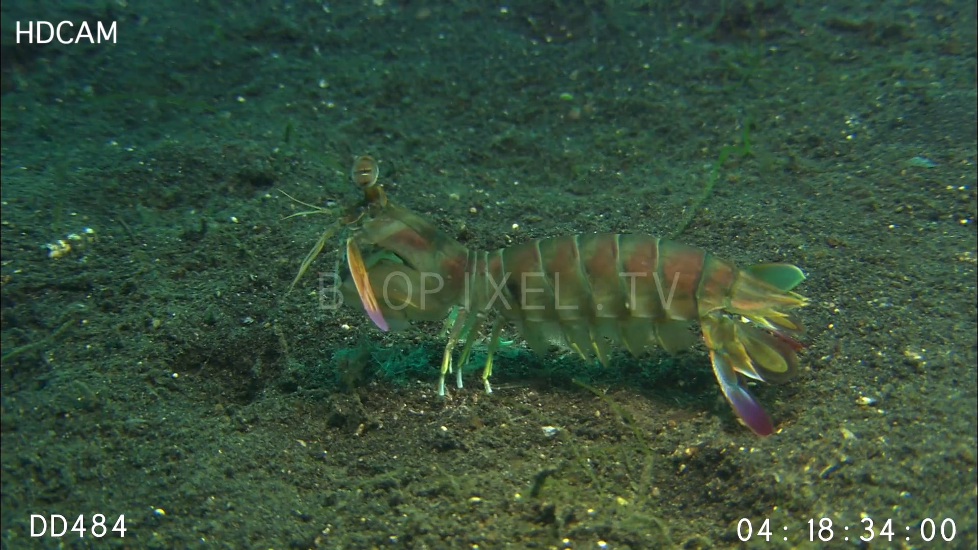 Spearing mantis shrimp swimming and crawling over sand on Vimeo