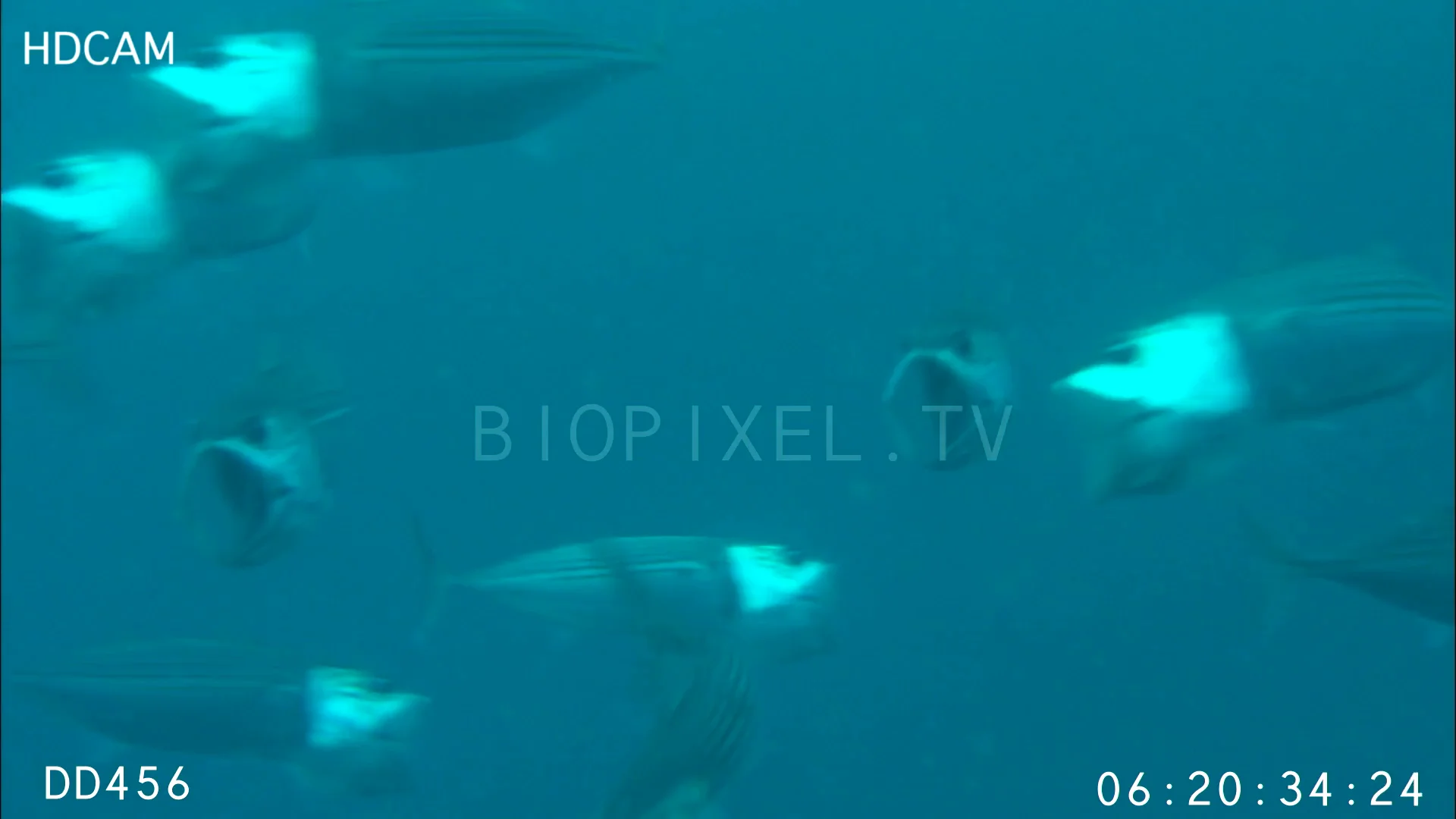 Fish Feeding - Slack jaw mackerel feeding on fish spawn on Vimeo