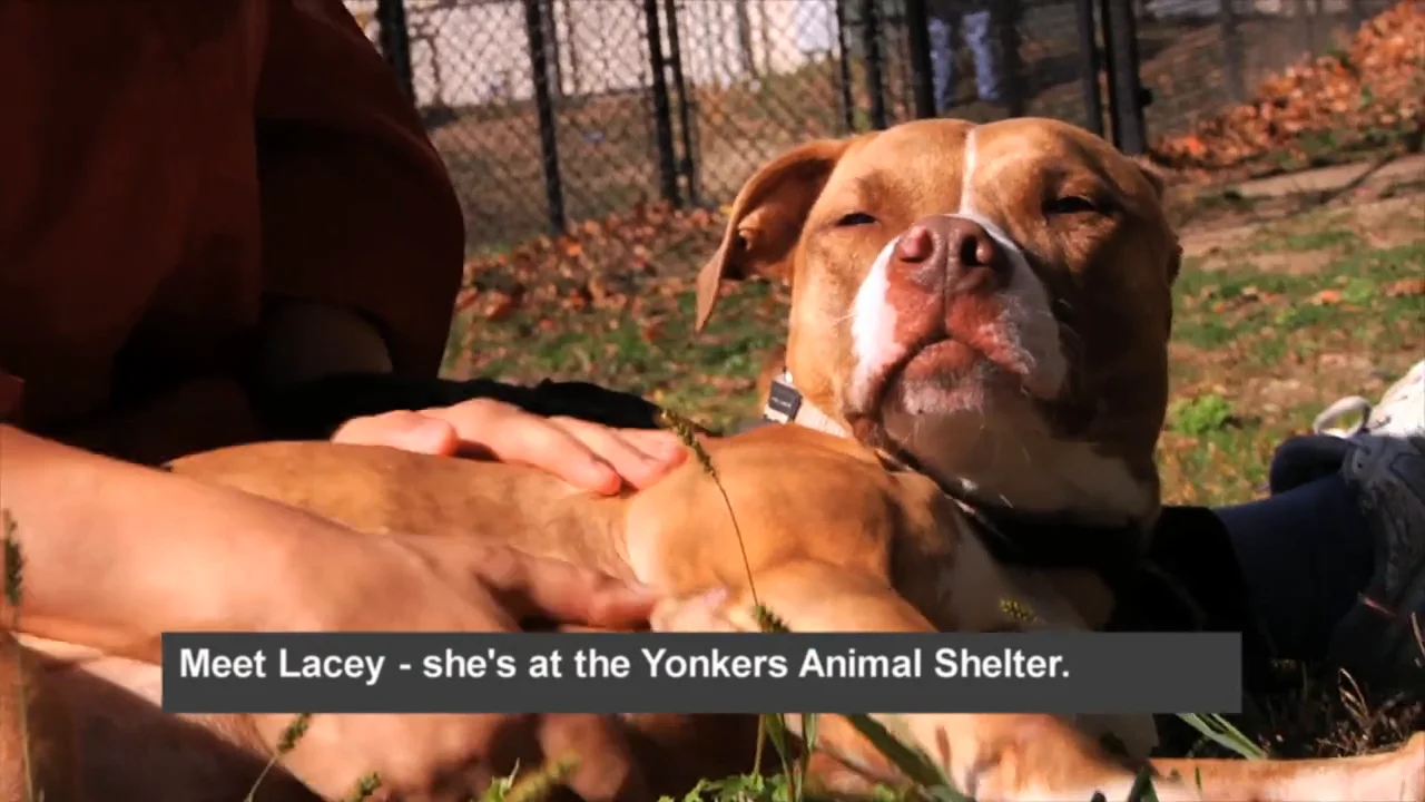 HELP LACEY - Pretty dog looking for a home (at the Yonkers Animal Shelter)