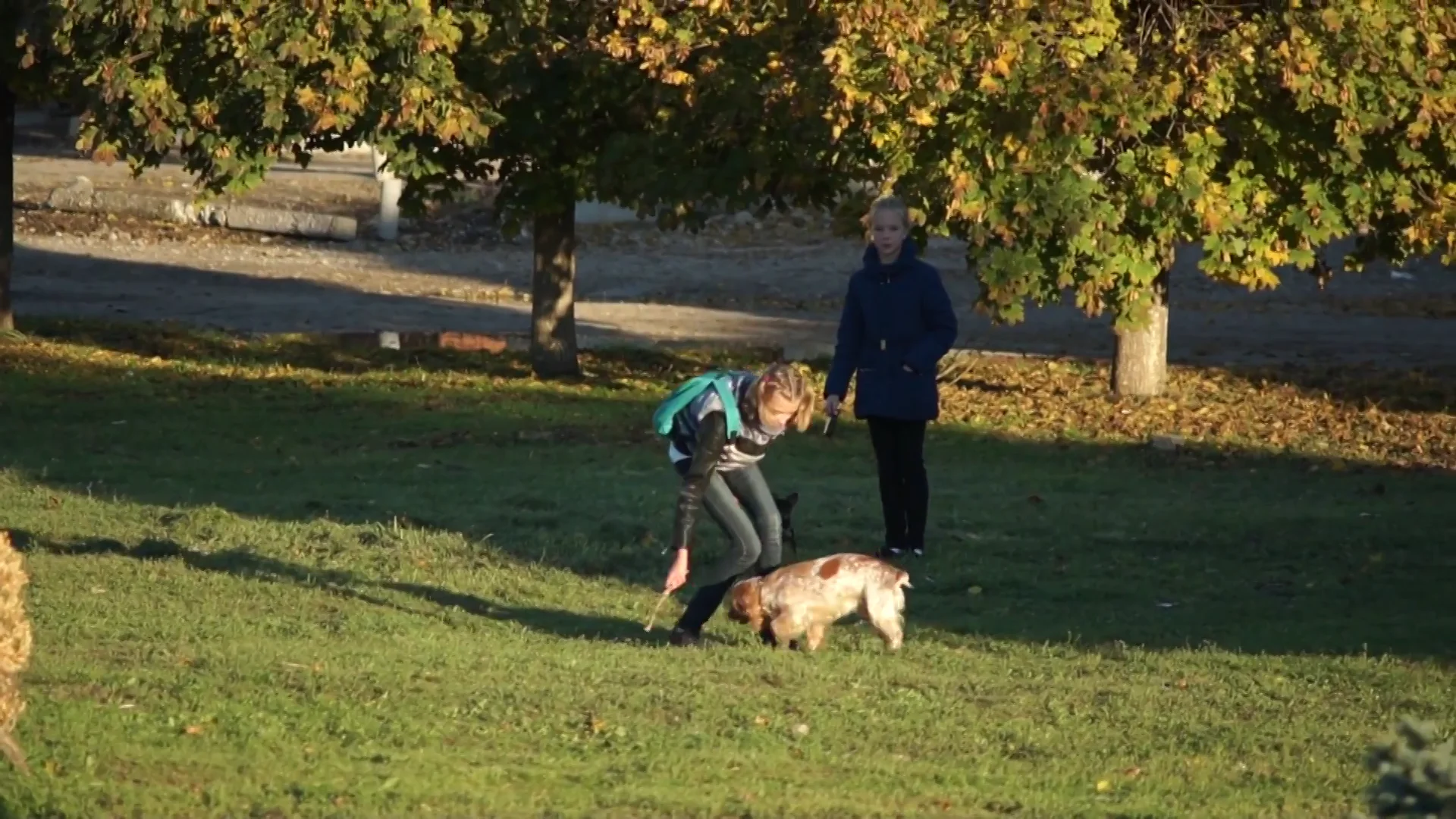 funny video with dogs on Vimeo