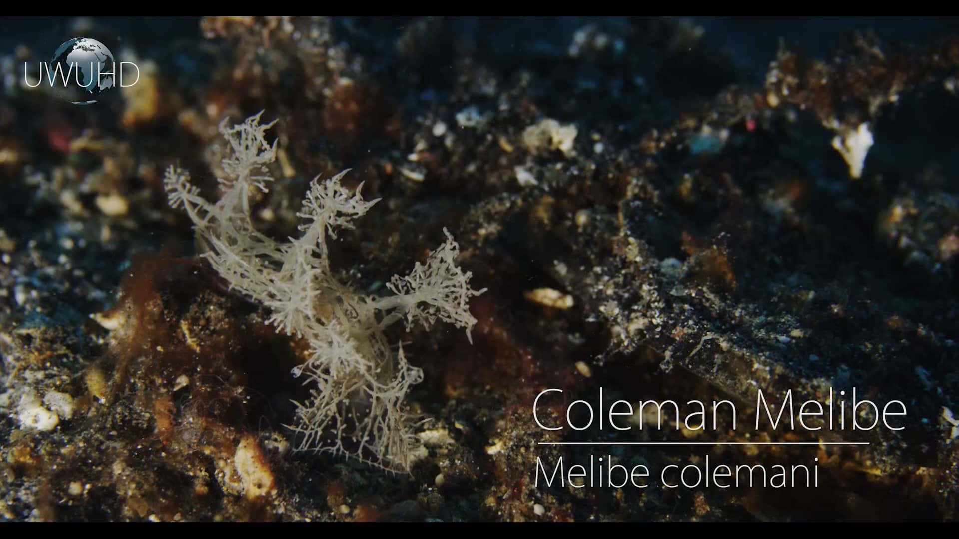Melibe colemani in Lembeh on Vimeo