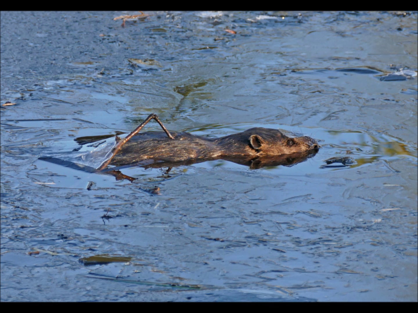 Beaver Entering Lodge Under the Ice on Vimeo