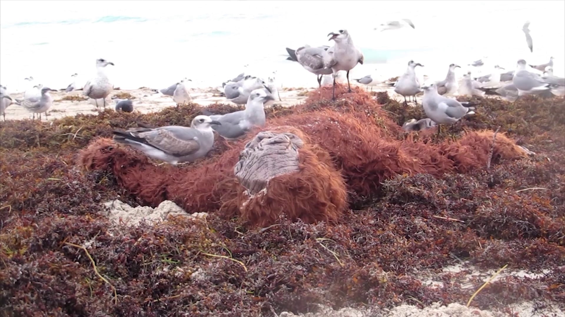 Dead Sasquatch At Dawn on Vimeo