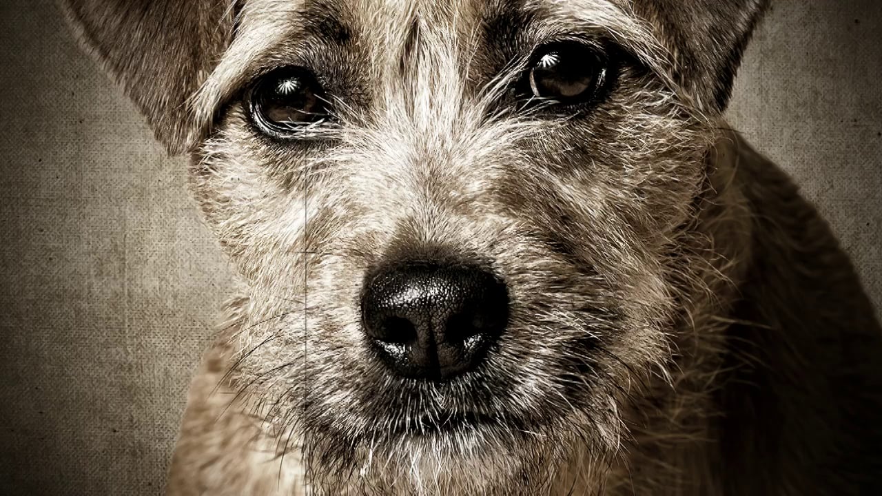 Susan M. Carter Photography Pet Portraits on Vimeo