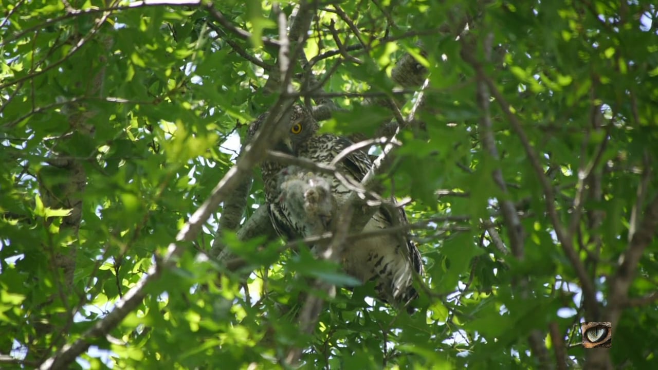 Powerful Owl (Ninox strenua) (Strigidae: Owls) (Canberra, Australia) on ...