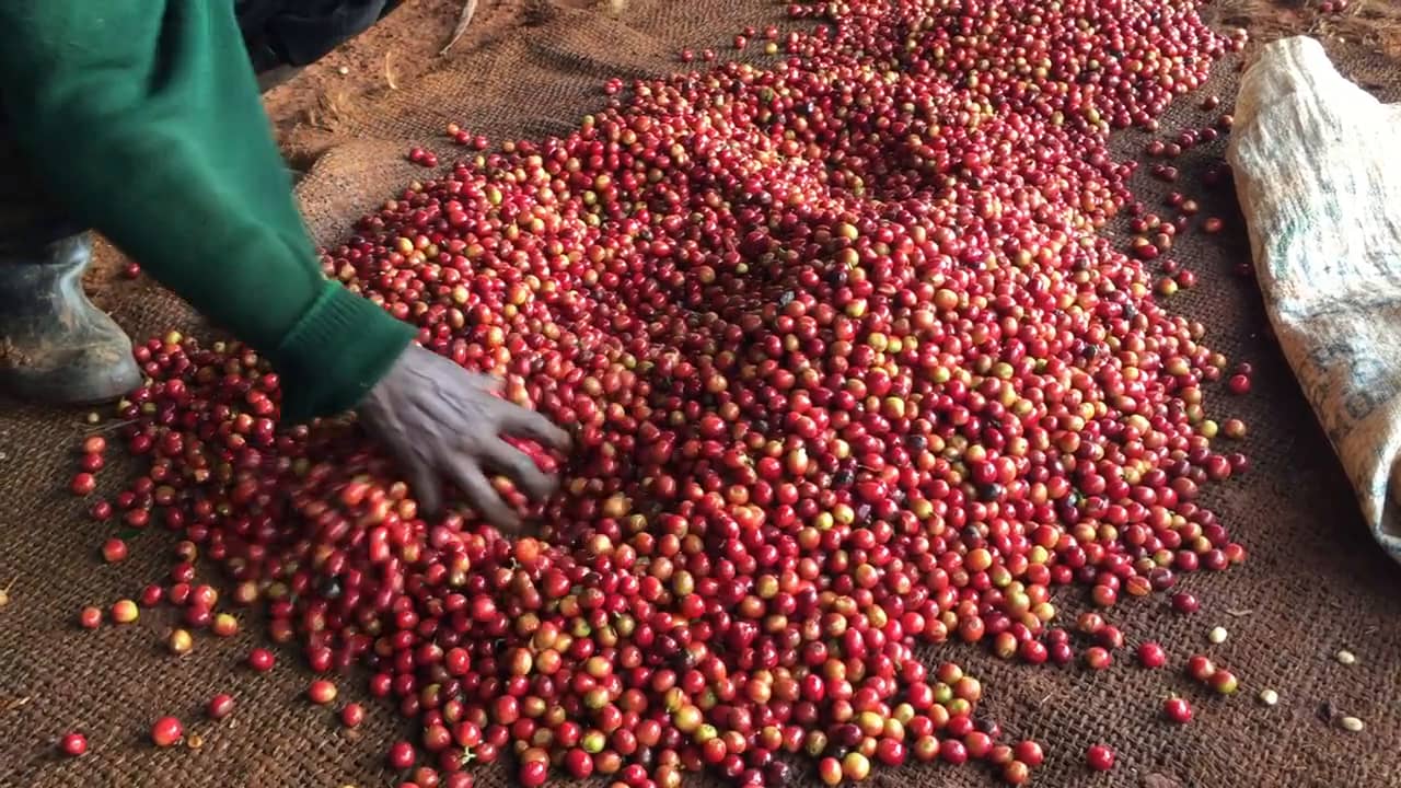 Kieni harvest time on Vimeo