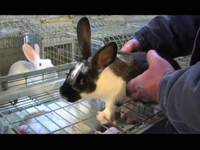Farming & Breeding Fresh Rabbits for NYC Restaurants *food curated* on ...