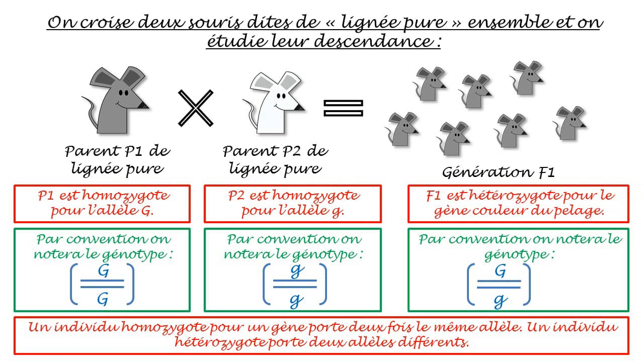 monohybridisme chez la souris on Vimeo