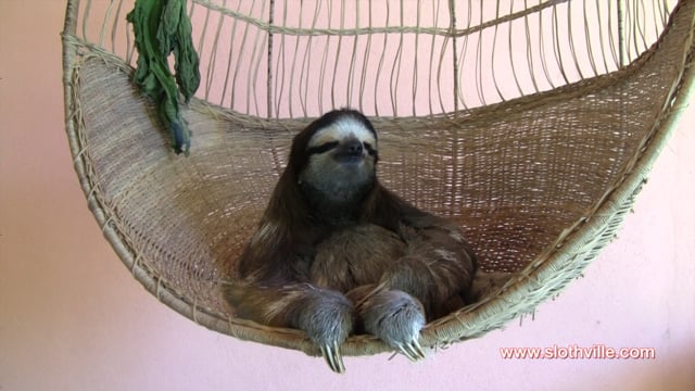 Sloth Magic