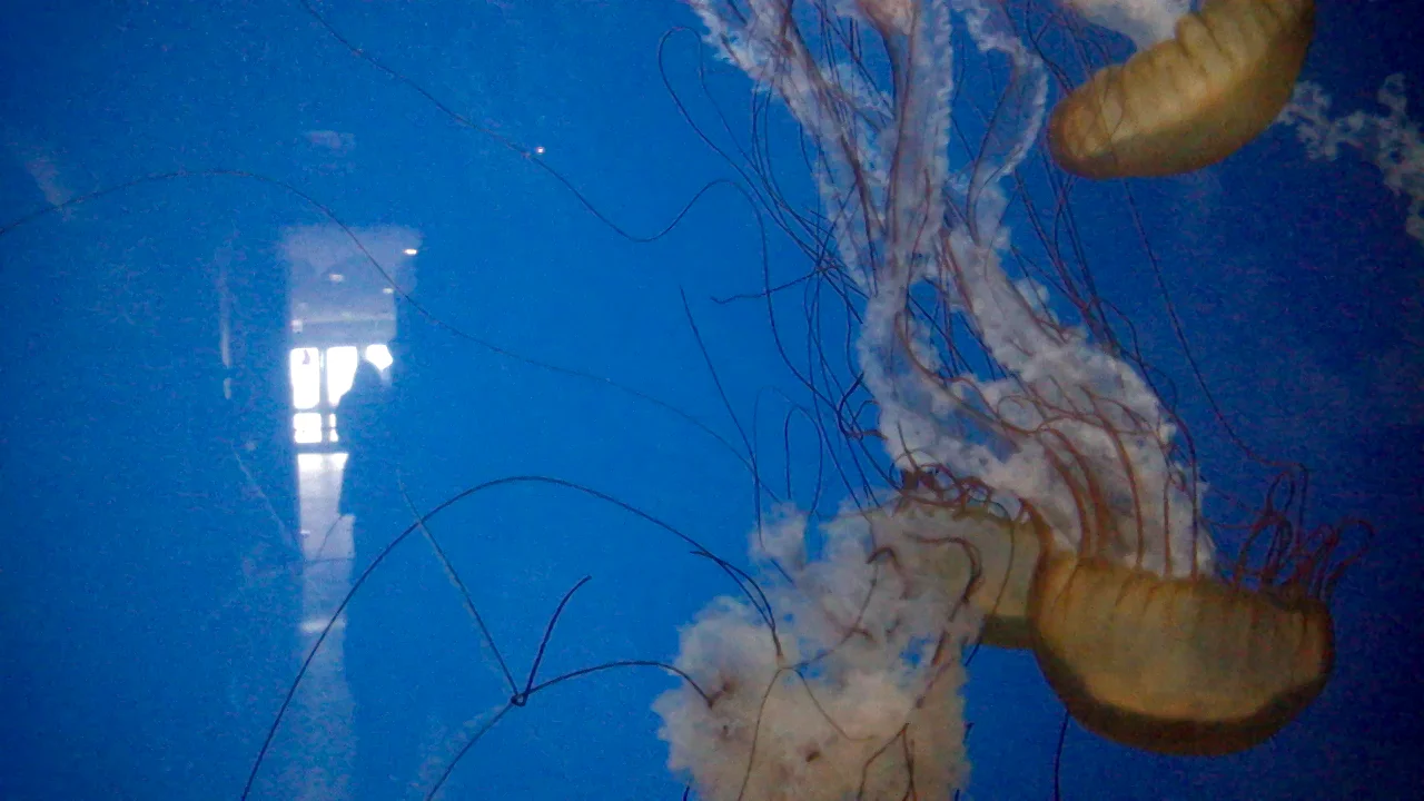 Jelly People on Vimeo