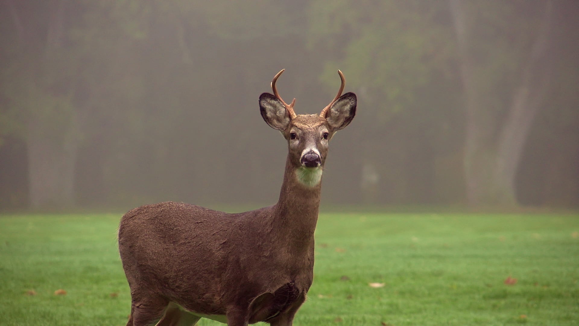 Deer - (Free to Use HD Stock Video Footage) on Vimeo