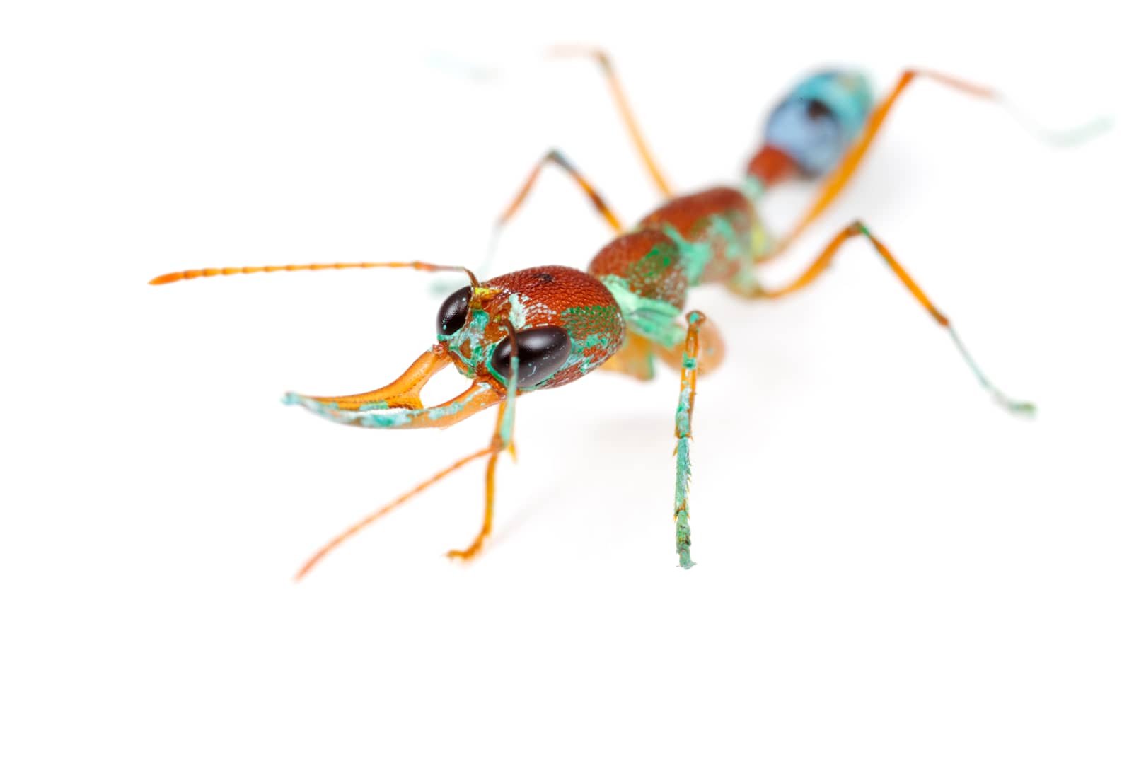 MYRMEX - ant painting on Vimeo