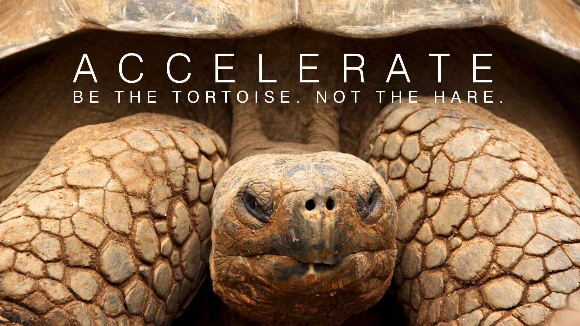 ACCELERATE: Be the Tortoise Not the Hare on Vimeo