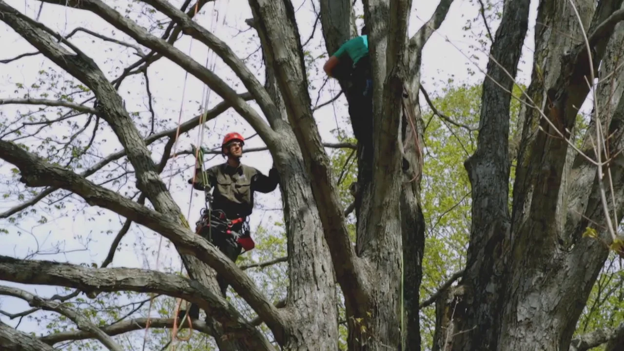 Matt The Forester on Vimeo