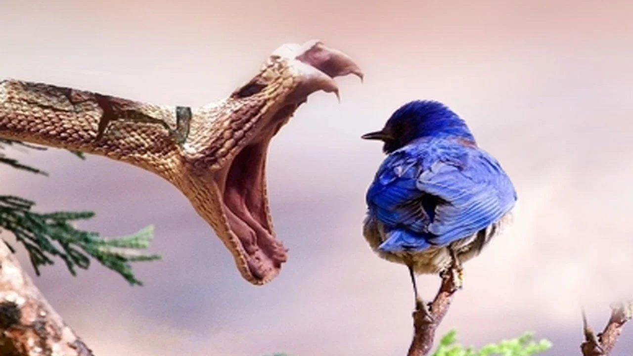 BIrd Vs. Snake Fight