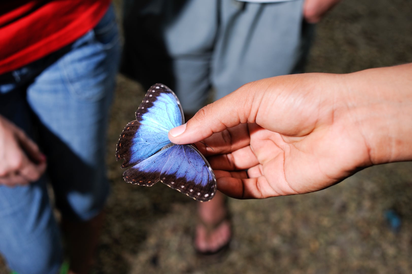 Belize Butterfly Farm in San Ignacio on Vimeo