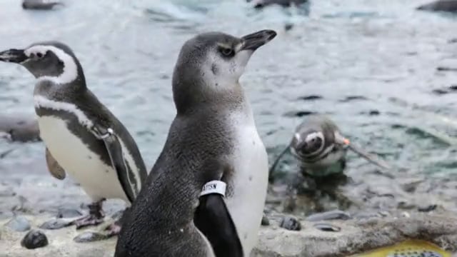 Penguins Play a Video Game - Neatorama