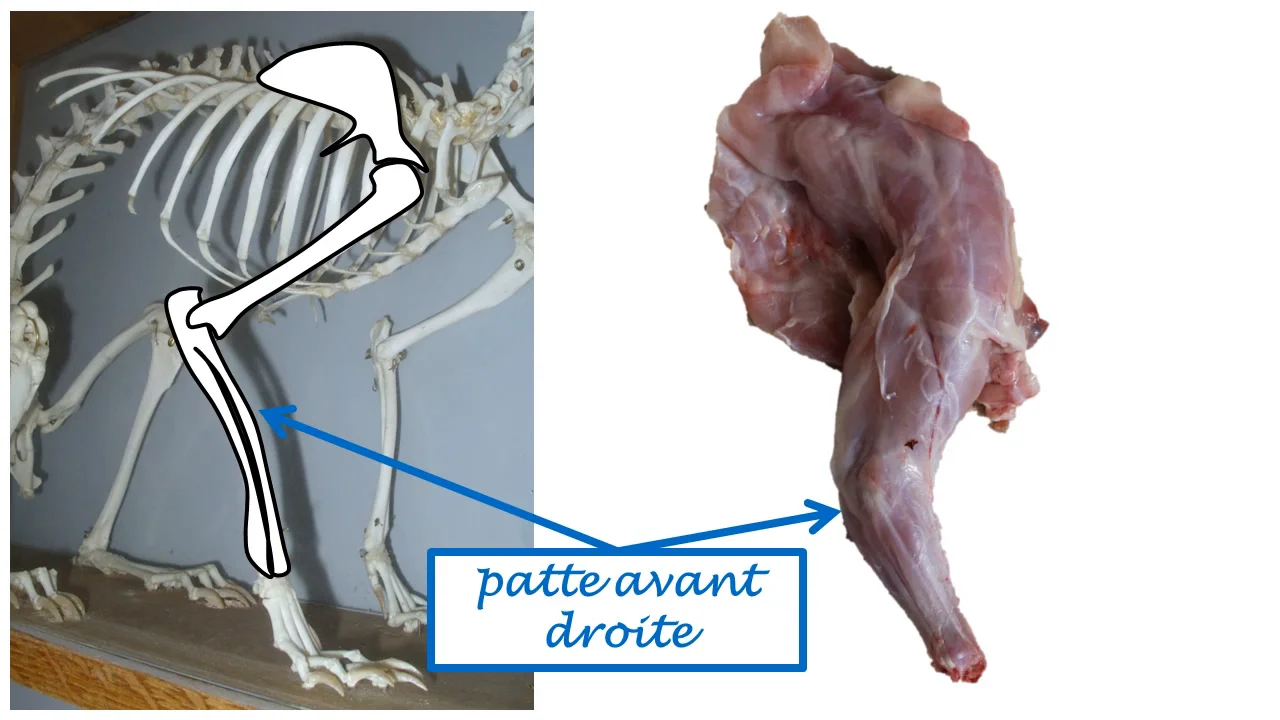 Dissection de la patte de lapin étape 1 : orientation