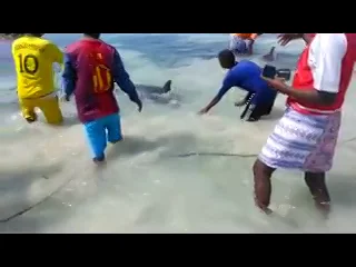 Dolphins at Warsheekh beach, Somalia on Vimeo