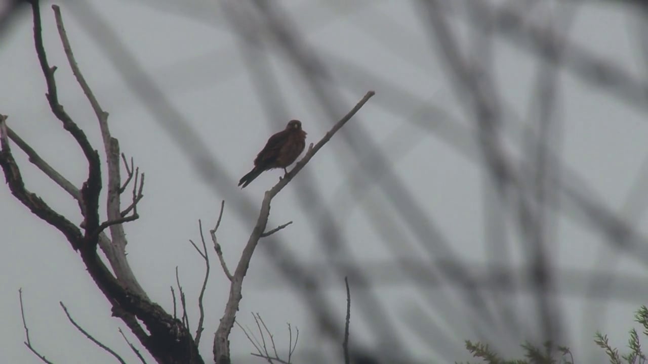 La otra mirada - Nico Noses on Vimeo