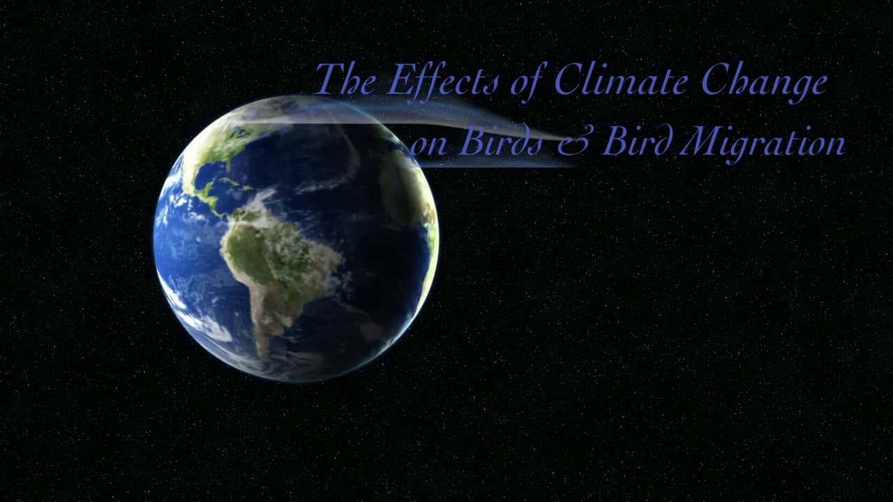 The Effects of Climate Change on Birds & Bird Migration on Vimeo