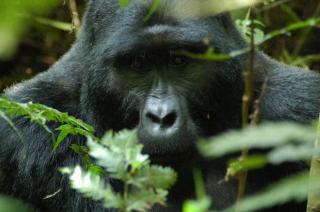 Land of Pygmy, Land of Gorilla - Part 1 on Vimeo