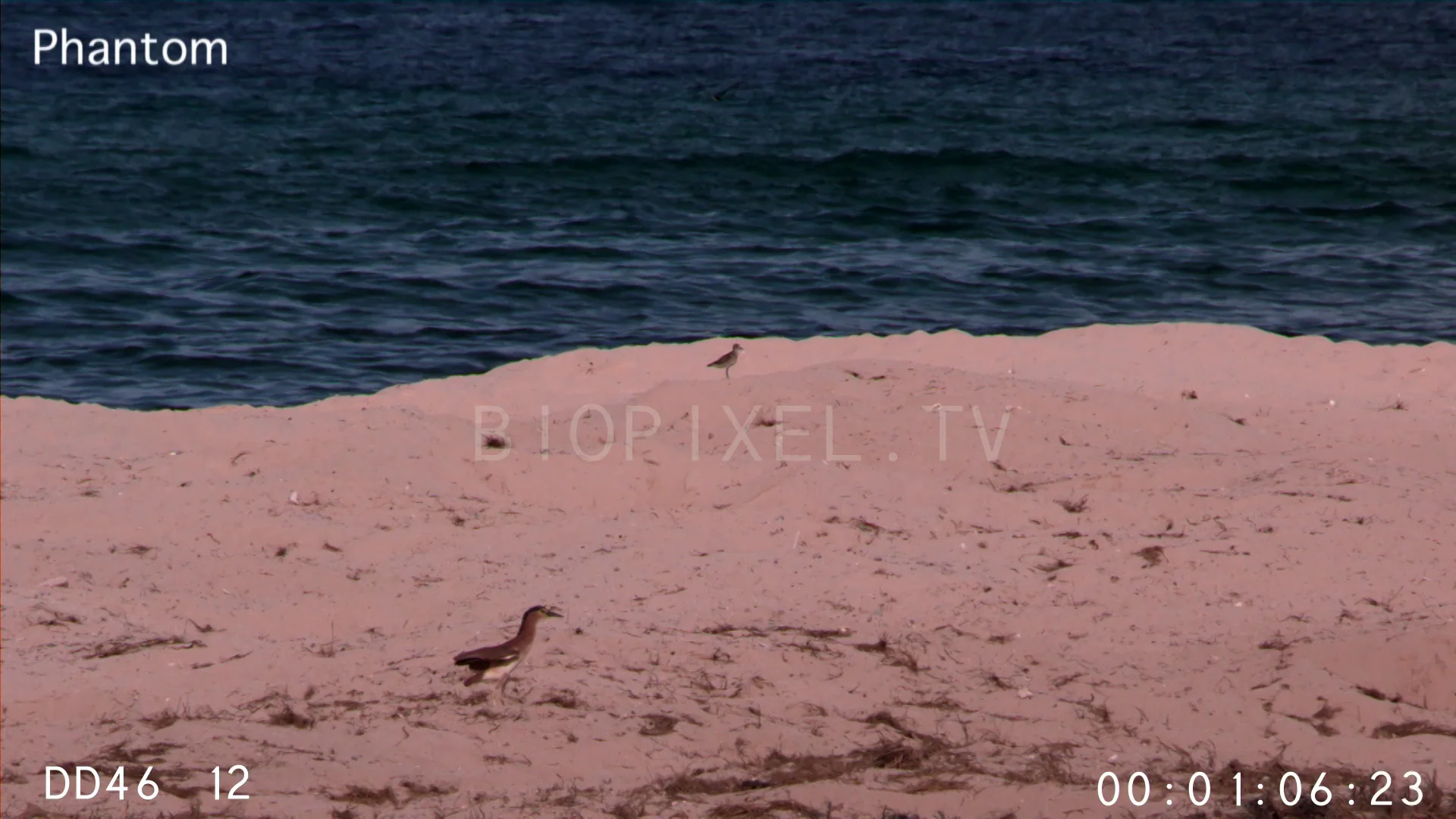 Green Sea Turtle Hatchling Predation Rufous Night Herons Flying About And Landing Slow Motion 