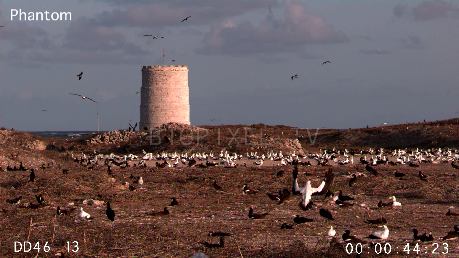 Bird Mating and Nesting - Raine island bird colony slow motion 500 ...
