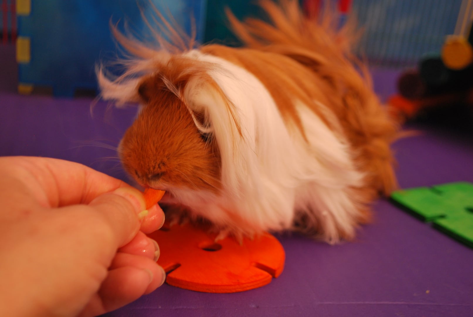Watch Guinea Pig Training 101 Online | Vimeo On Demand on Vimeo