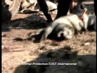 A look inside a Chinese fur farm on Vimeo
