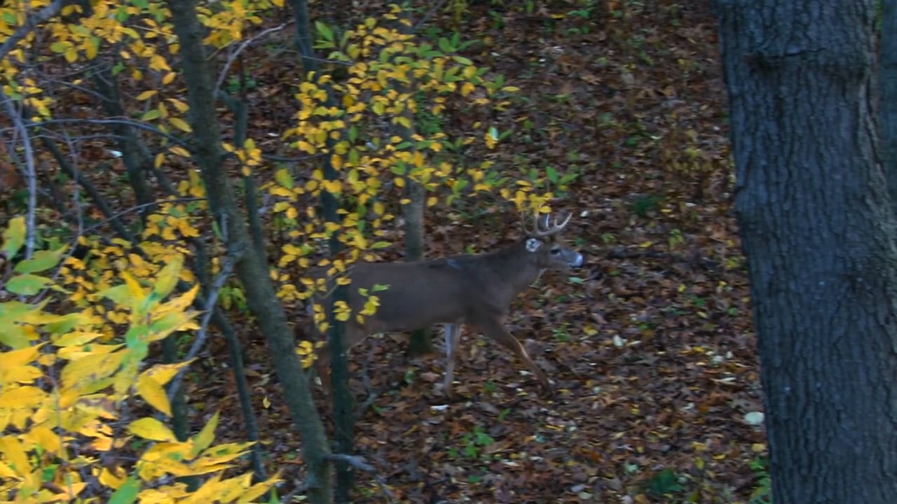 Buck Chasers Illinois Deer Hunting - Backwoods Life 10.8 on Vimeo