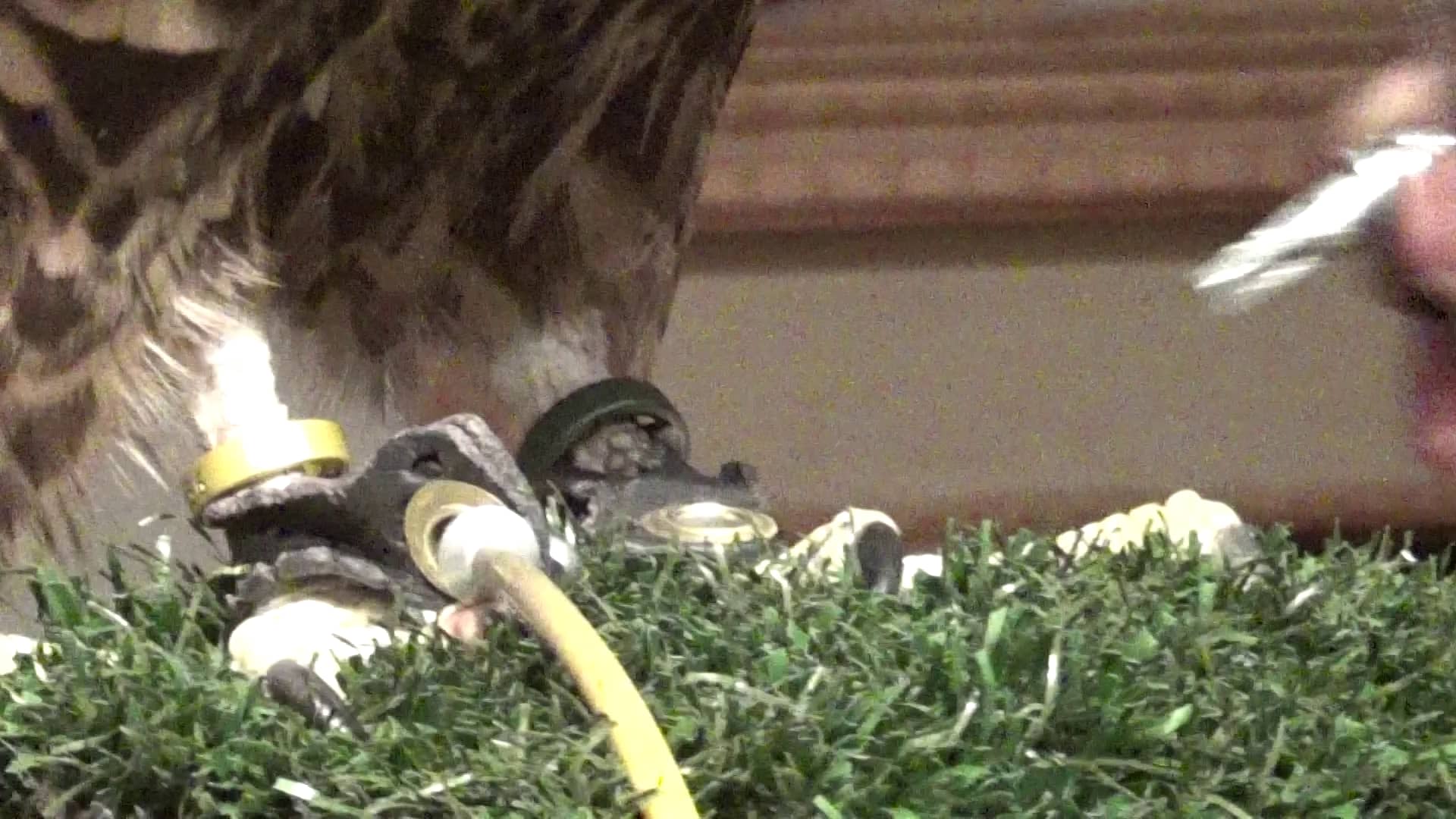 COUGHLIN BULLET BEWIT FOR FALCONRY BY JIM COUGHLIN on Vimeo