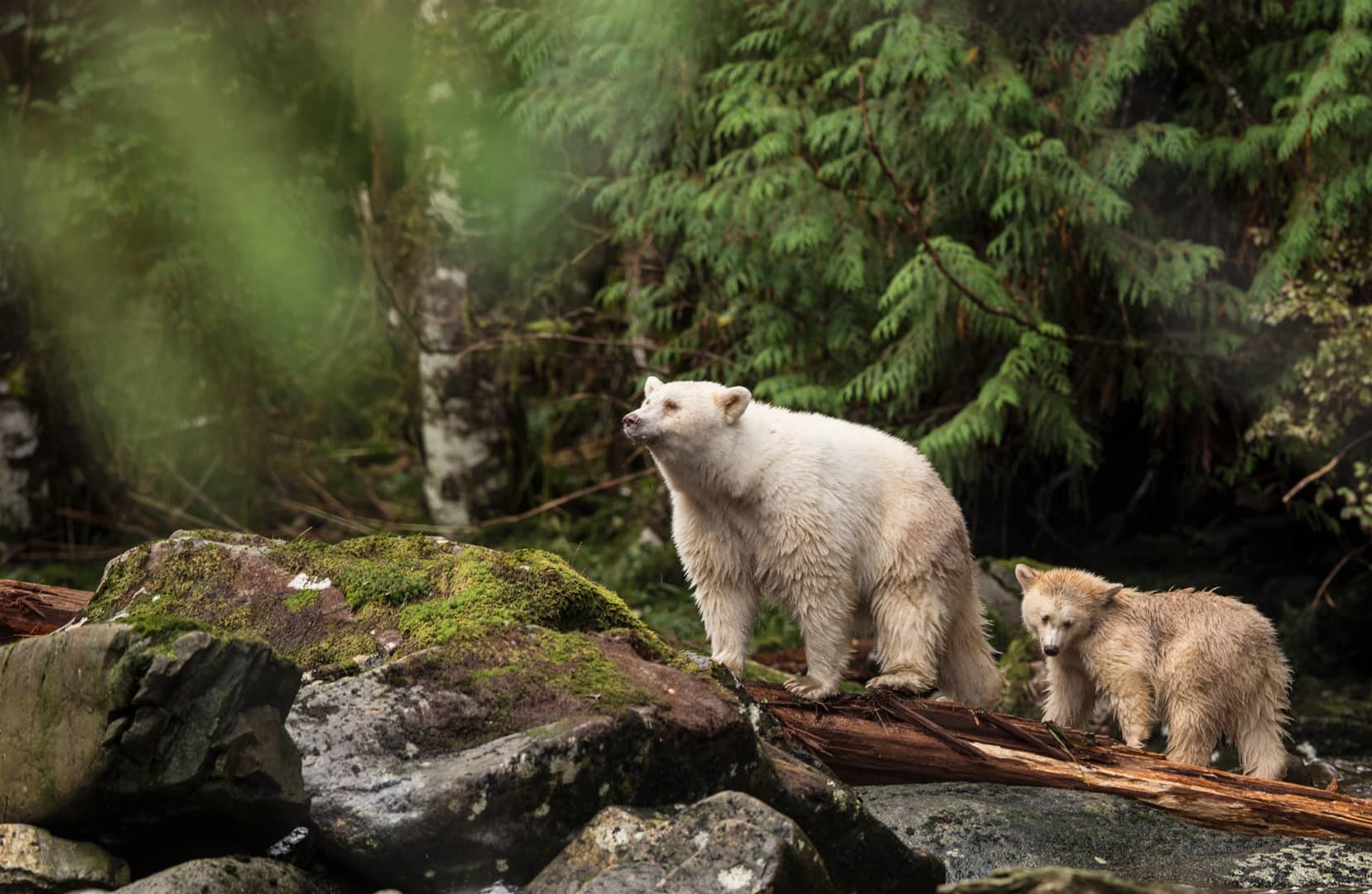 Spirit Bear on Vimeo