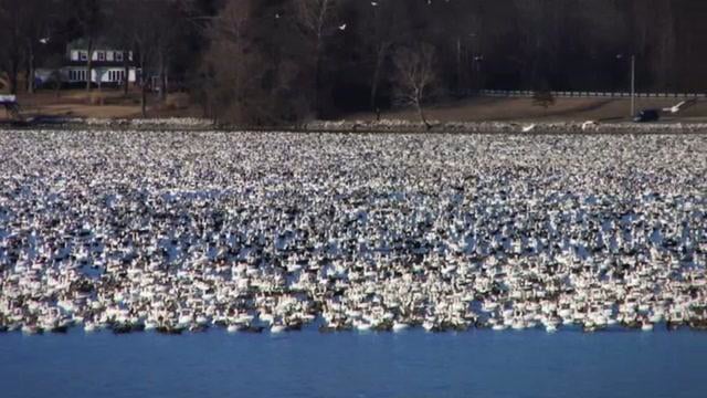 Snow Geese at Lake Springfield on Vimeo