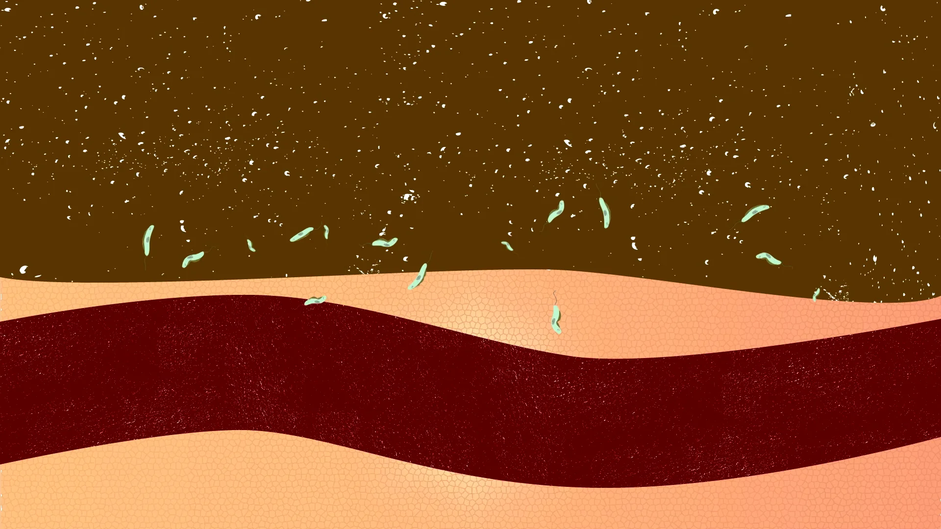Chagas Disease: Life cycle of the parasite (human stages) on Vimeo