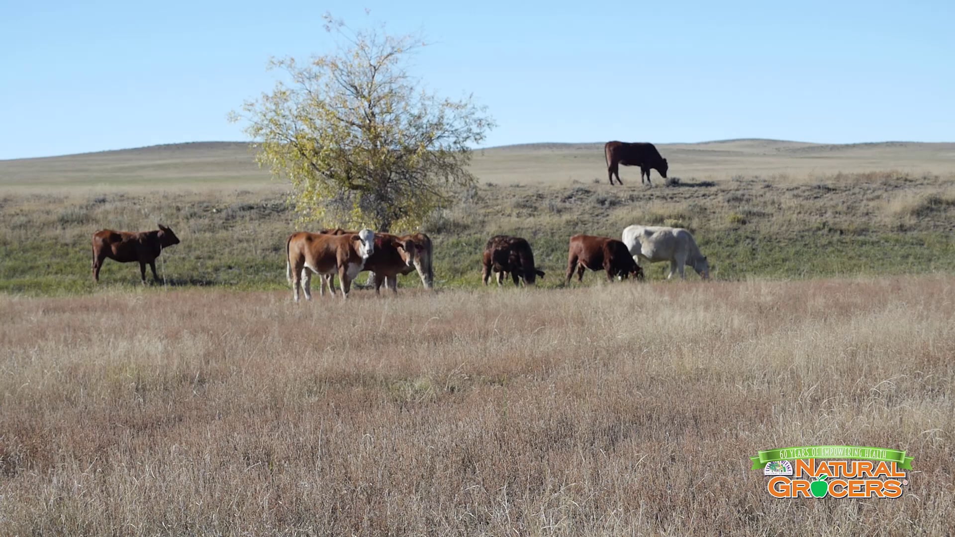 Lasater Ranch Full Version on Vimeo