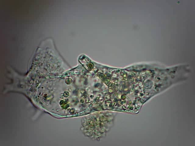 Amoeba with uroid on Vimeo