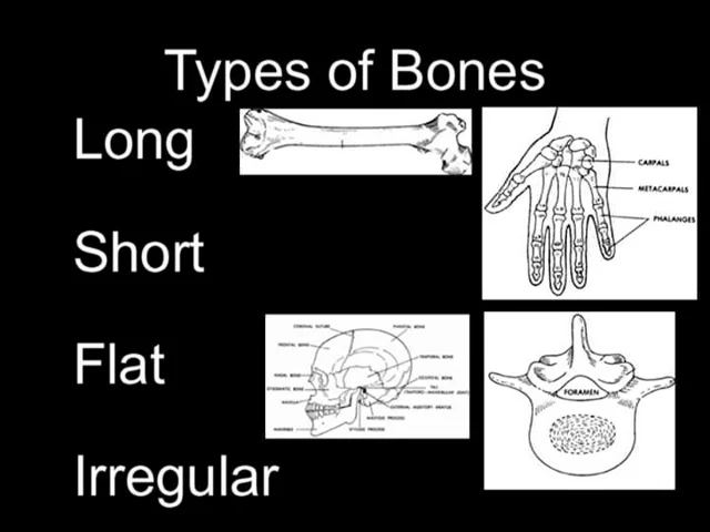 Types Of Irregular Bones