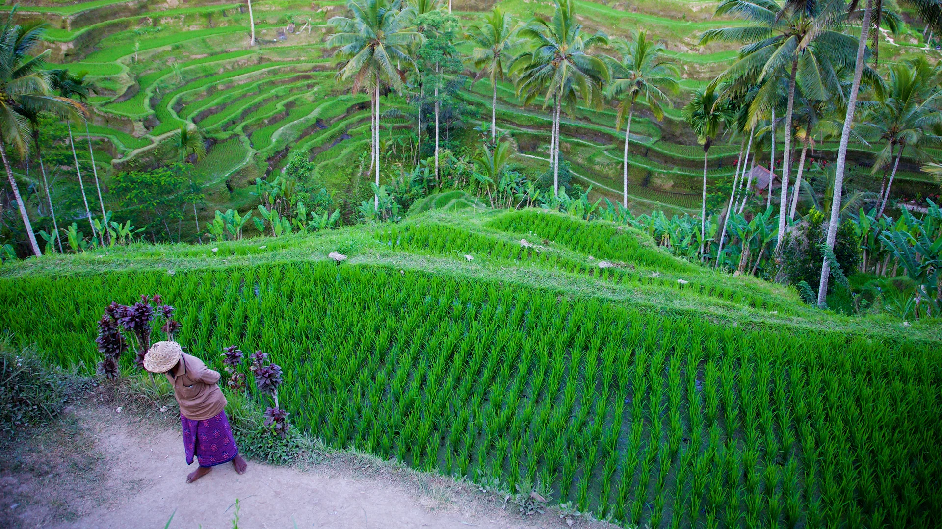 INDONÉSIA : Bali - Gili T - Java on Vimeo