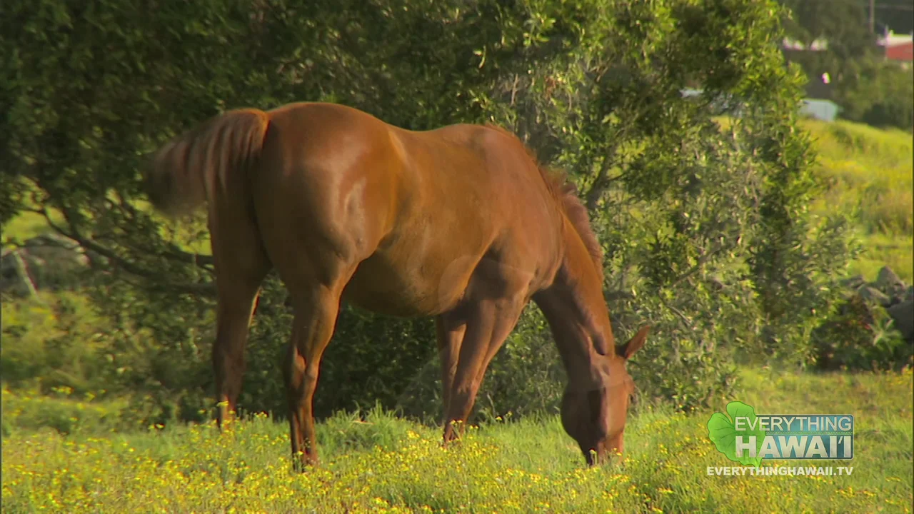 Kevin Teves - Winds of Kohala on Vimeo